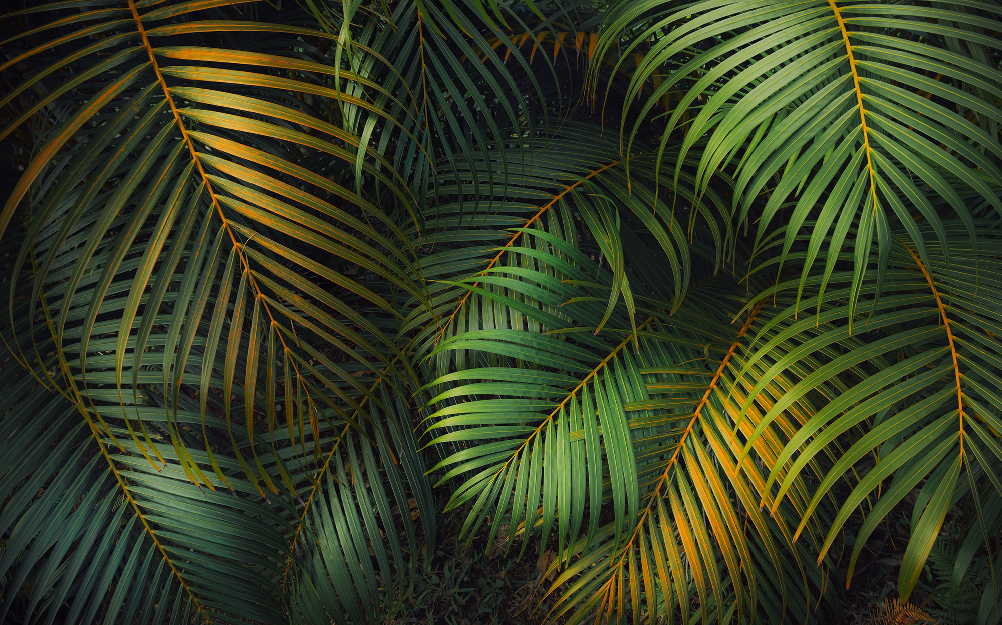 Amazon Fern - Déco Murale Tropicale | Photosmurales.fr